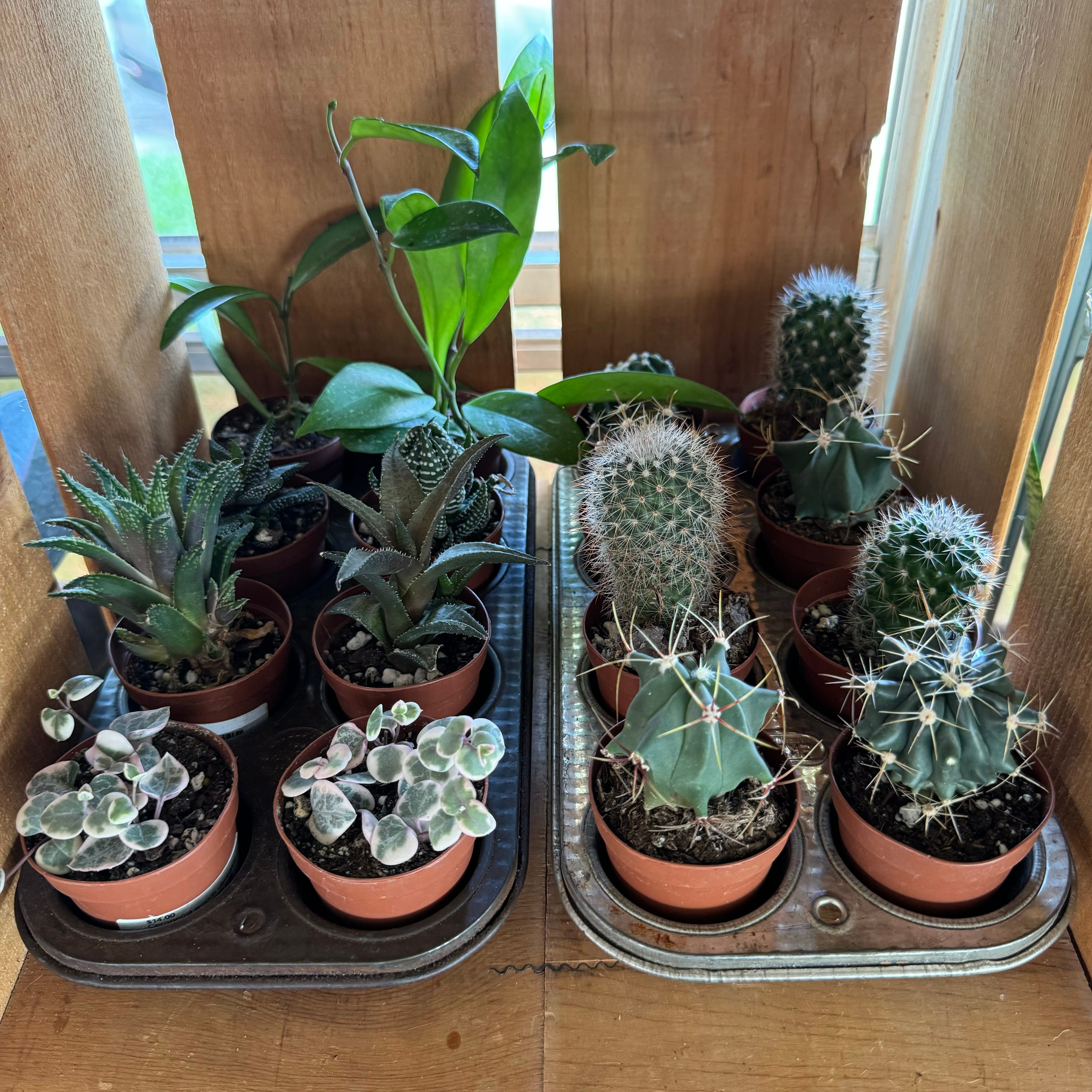 The Double Life of Succulents: Understanding Dormancy and Growth Cycles ...