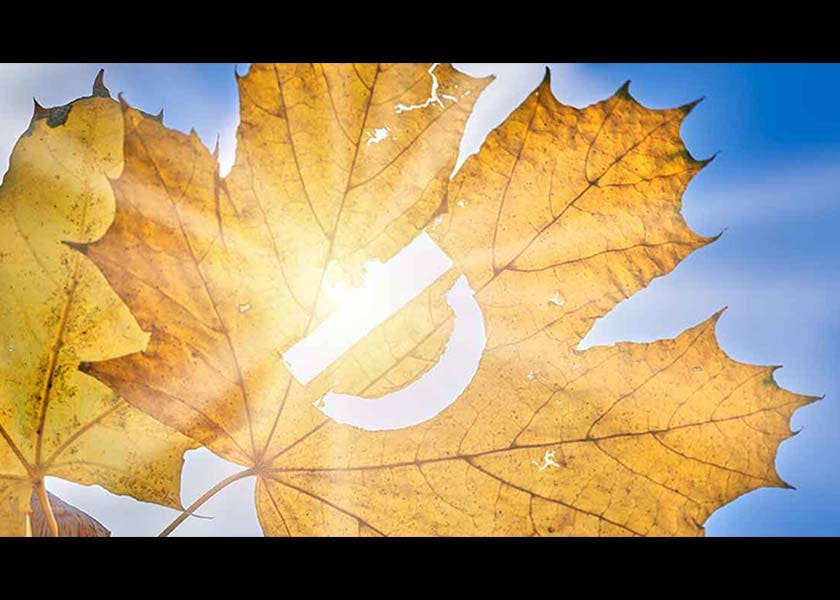 How to Get Vitamin D in Fall and Upcoming Winter