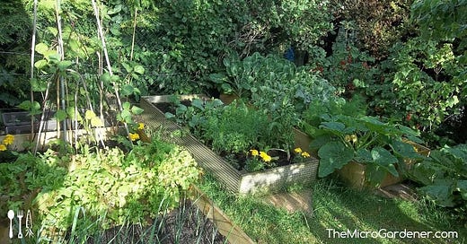 Healthy Food Gardening Made Easy | The Micro Gardener | Substack