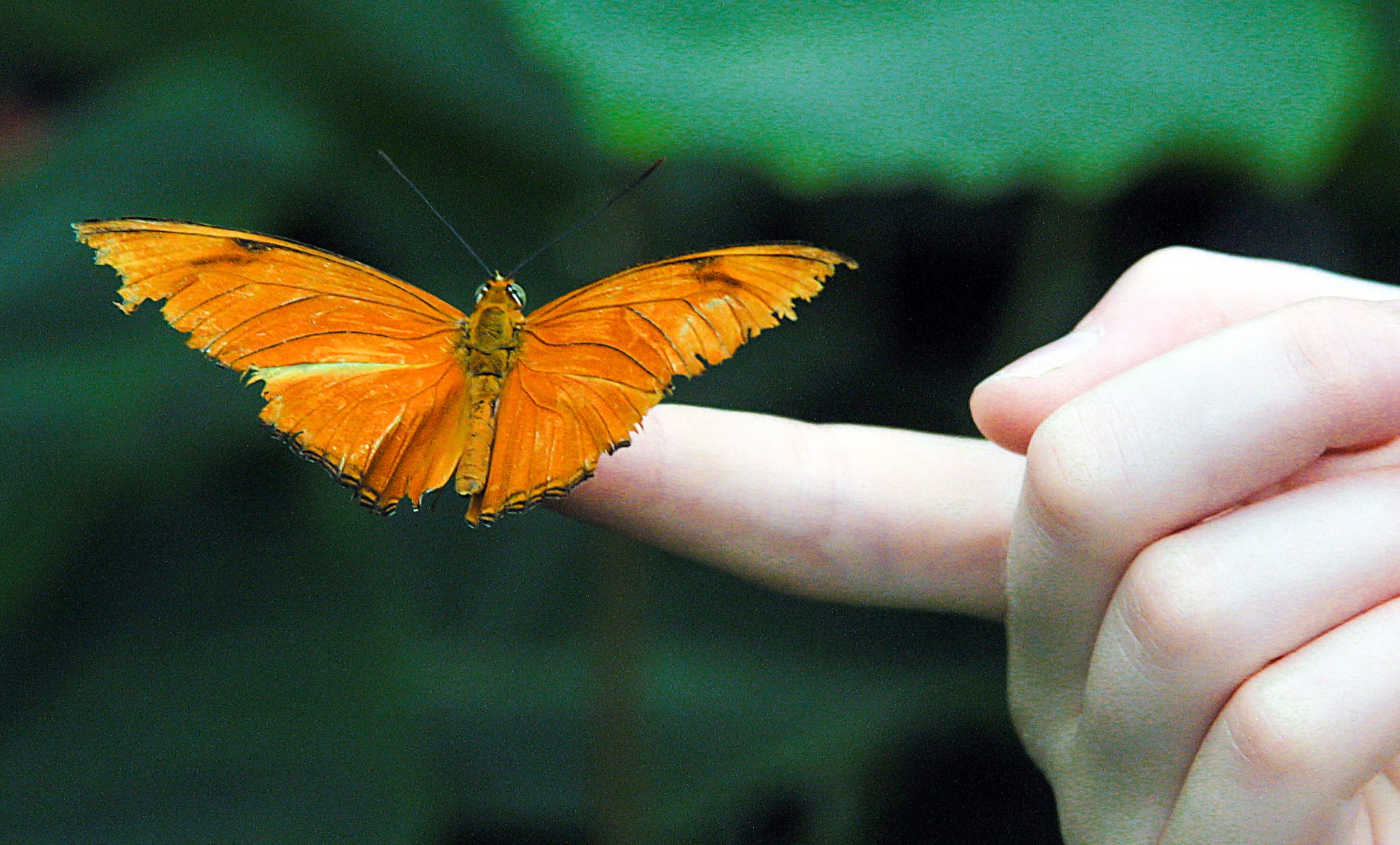 The man who wanted to save a butterfly - by Kate Howlett