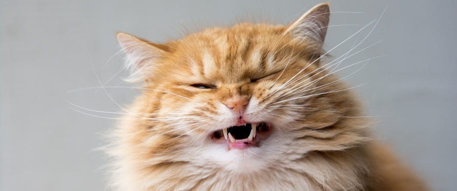 Why Do We Say "God Bless You!" When Someone Sneezes?