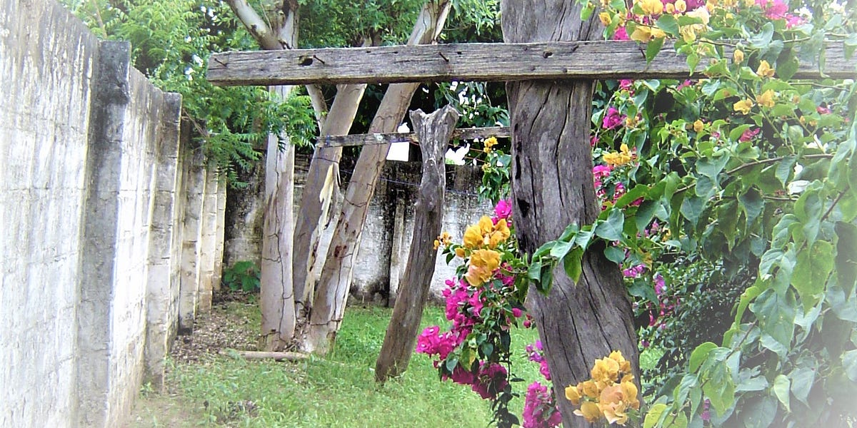 Serpent - by Holly A.J. - The H.A.J. Substack