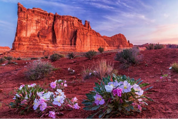 Desert Bloom Tourism: Chasing Rare Seasonal Transformations