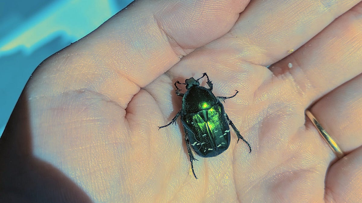 The beetles that were taken to court - by Zabby