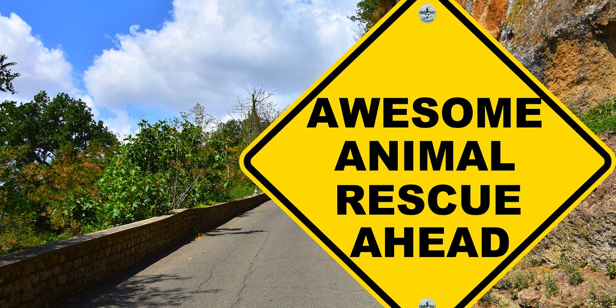 8 things you should know before starting an animal rescue.