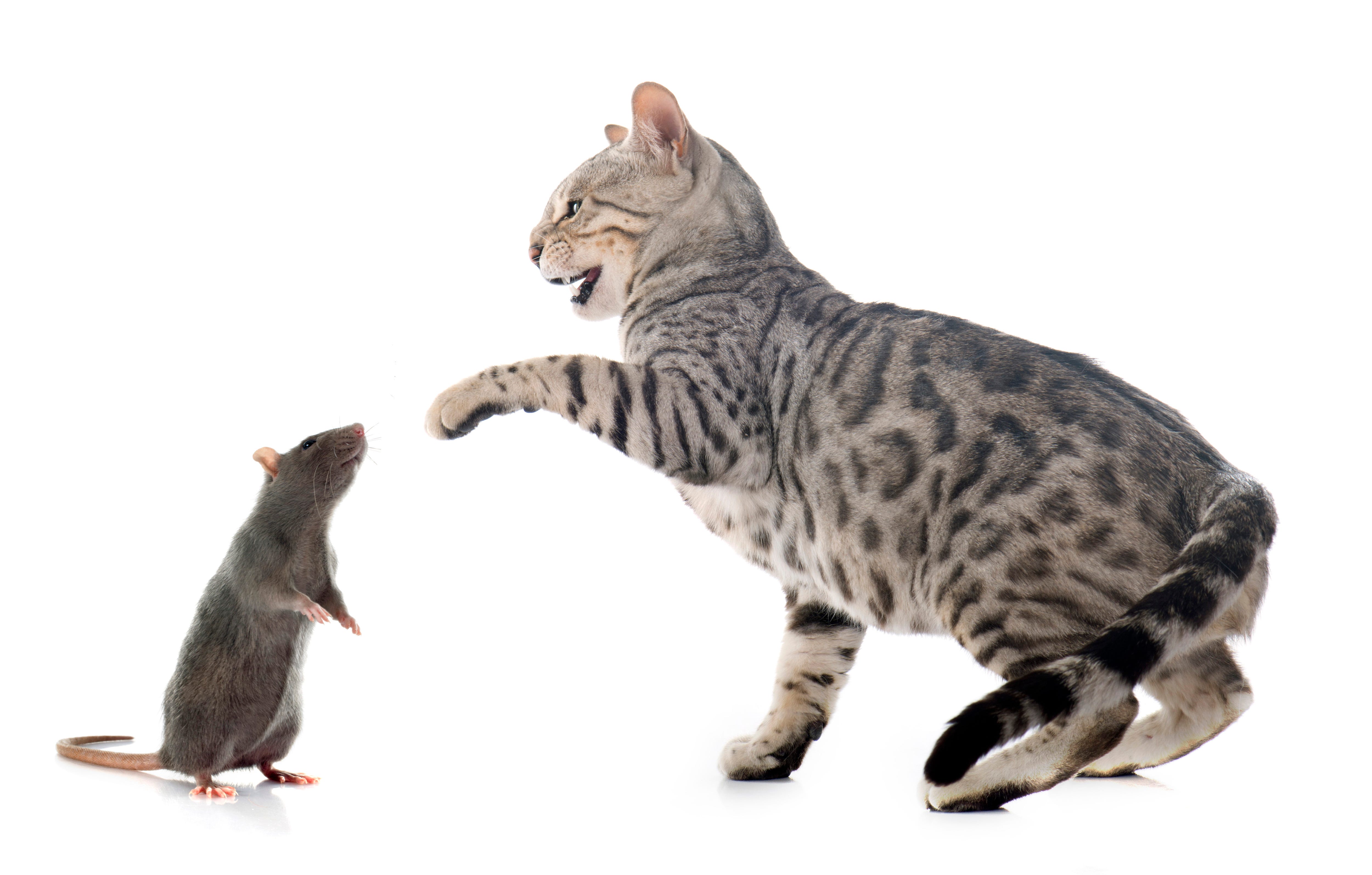 The Parasite That Makes Rats Love Cats - by Chris Young