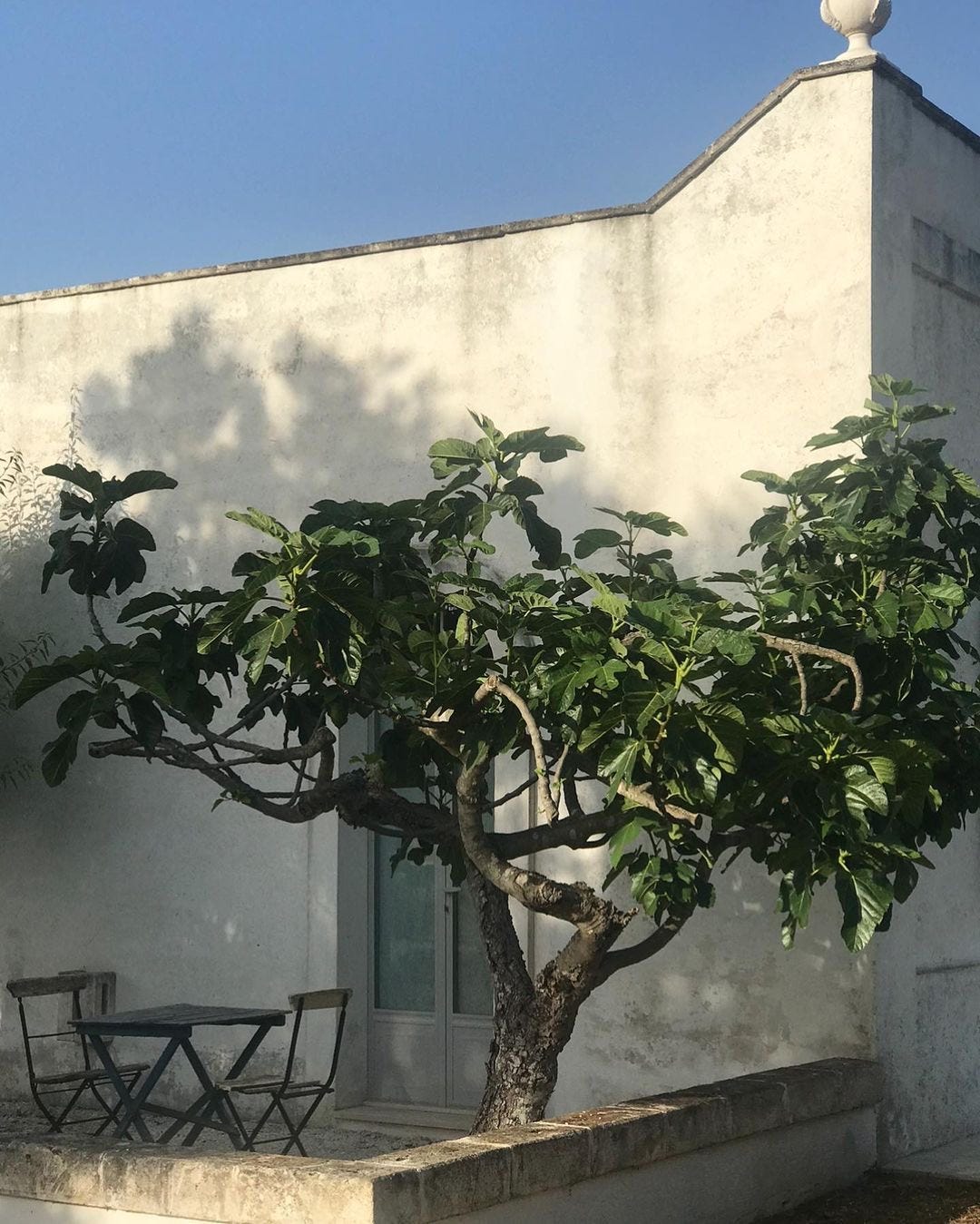 The Fig Tree Analogy: The lives we’ll never live