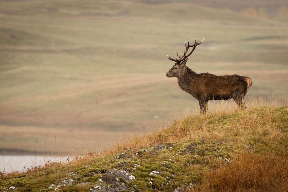 A 10-Day Scottish Highlands Loop for Slow Explorers