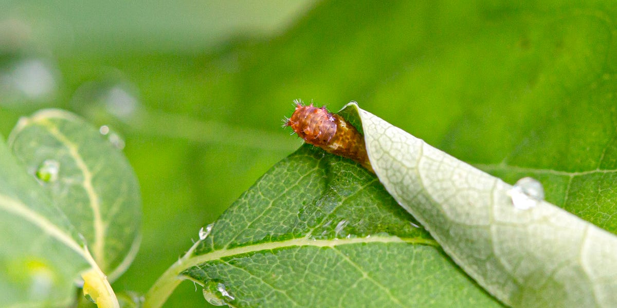 The Return of the Spicebush Swallowtails! - by Amy Prentice