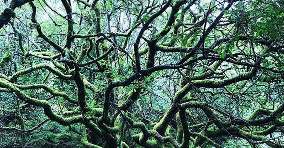 The Villager | Tom Cox | Substack