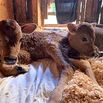 Slowdown Farmstead | Tara | Substack