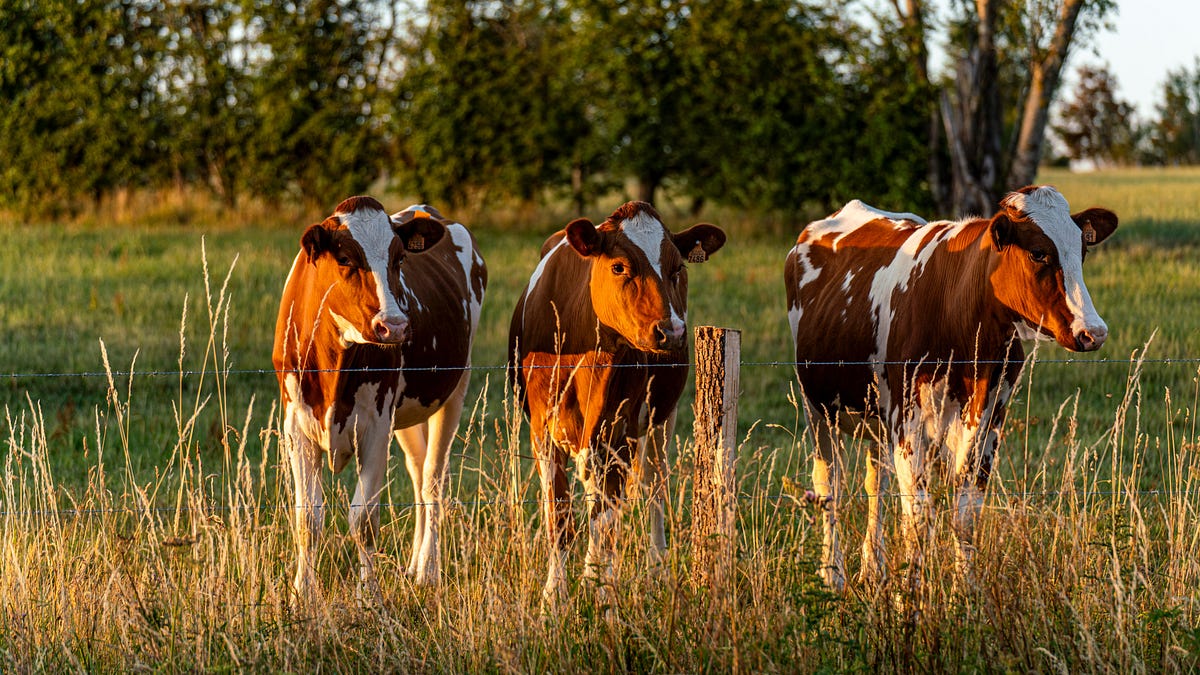 Cows and Cancer - by Stacy Wentworth, M.D. - Cancer Culture