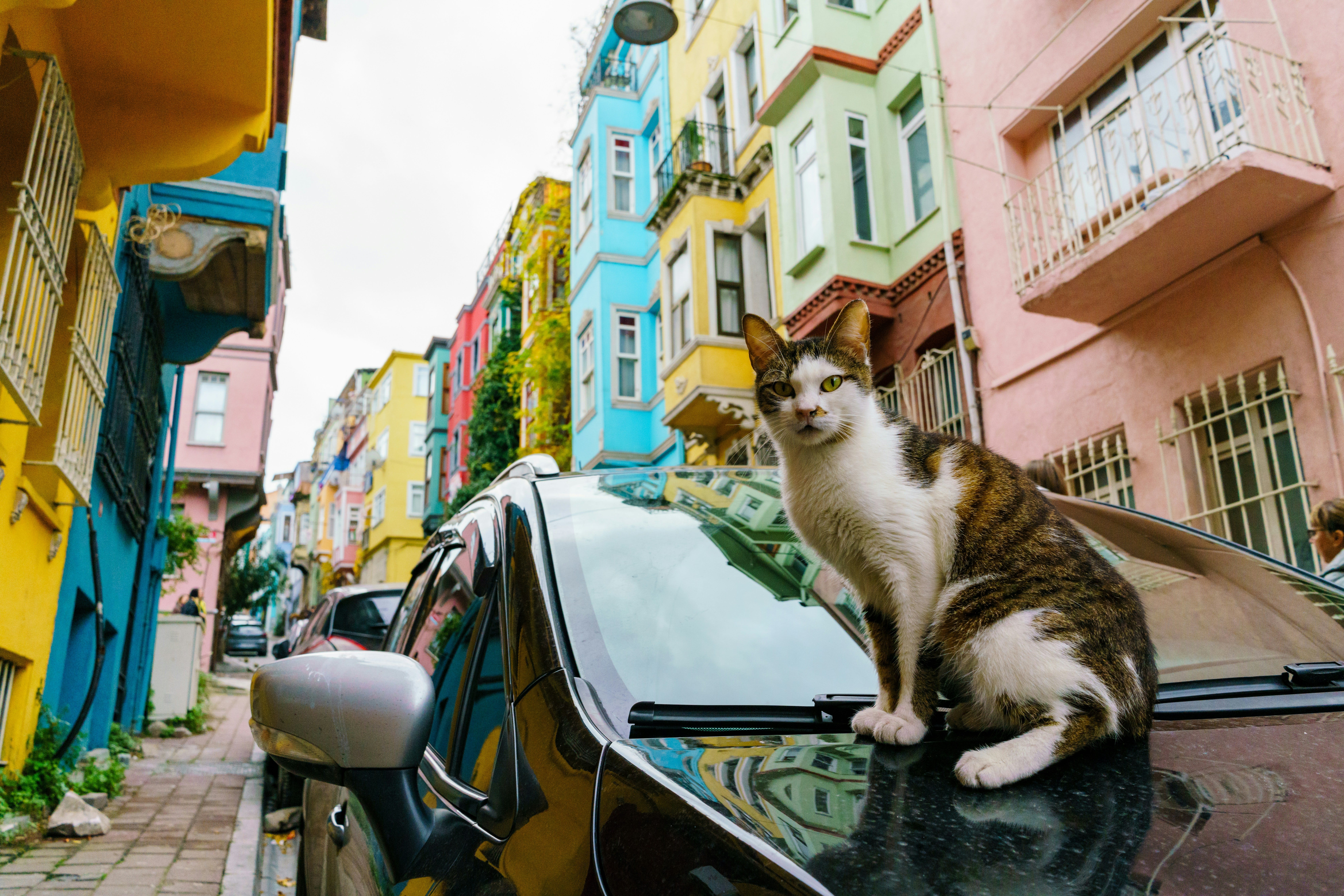 Istanbul’s Veterinarians Speak Out Starving Stray Animals Is Not a Solution