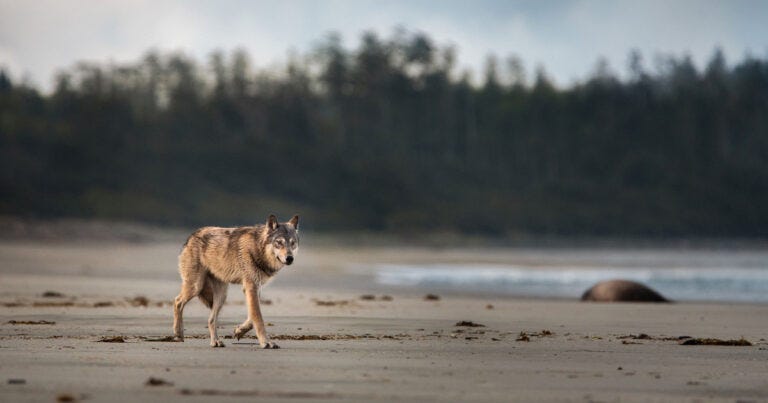 The Wolves Who Walk on Water (Kinda) - by Chris Young