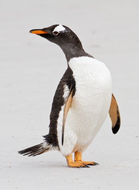 Meet the 18 Penguins of the World (Yes, There Are That Many!)