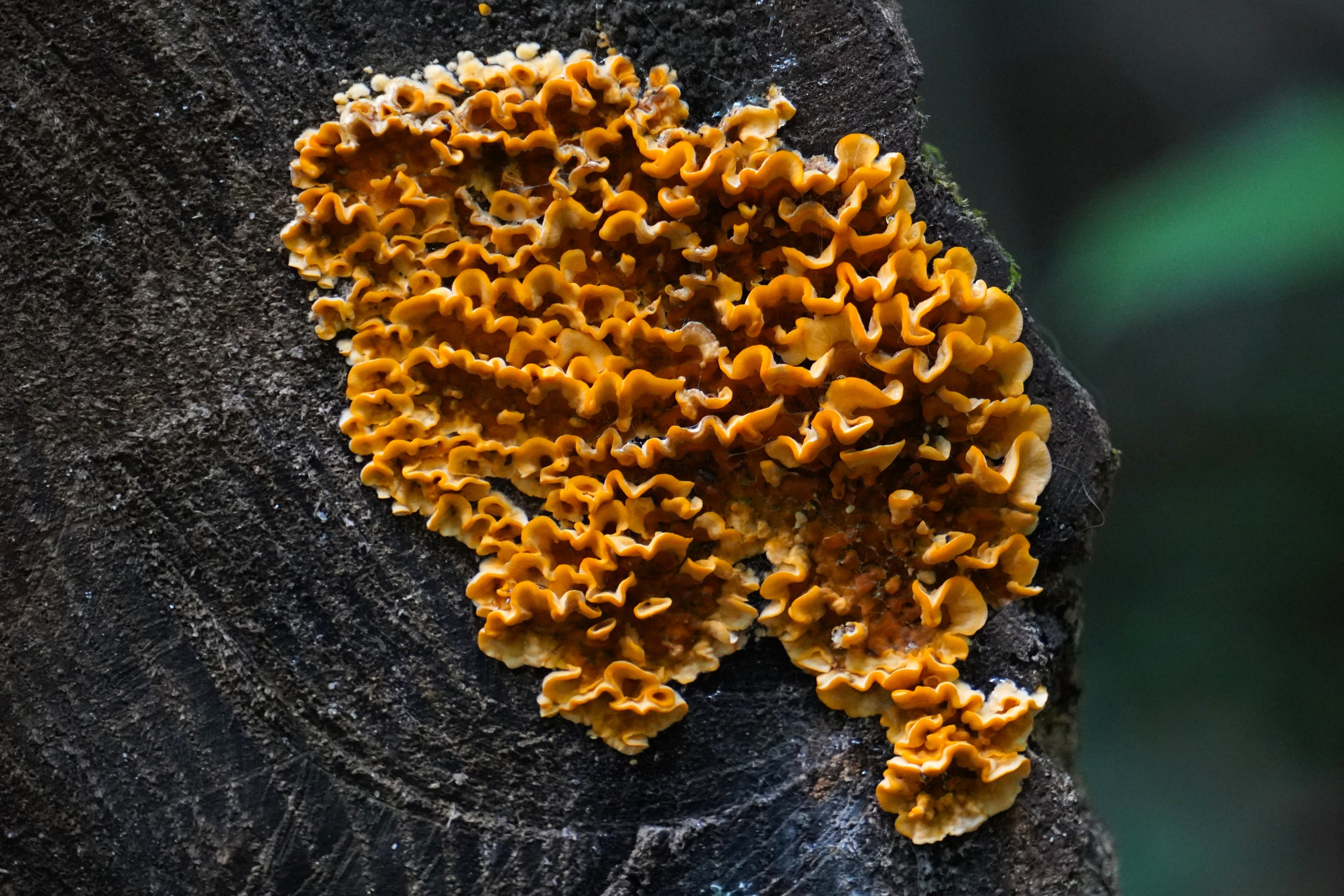 Labyrinth - SayItWithWookies’s Substack