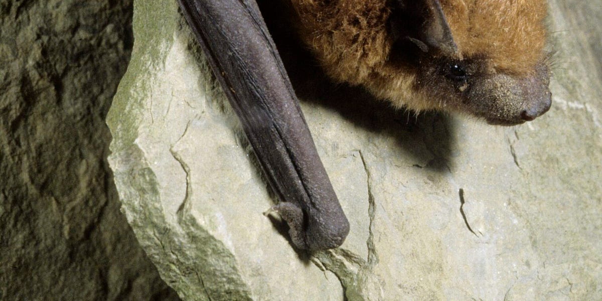 SCOUTING REPORT | Bat onslaught, reptile expo, fall fitness, low ...