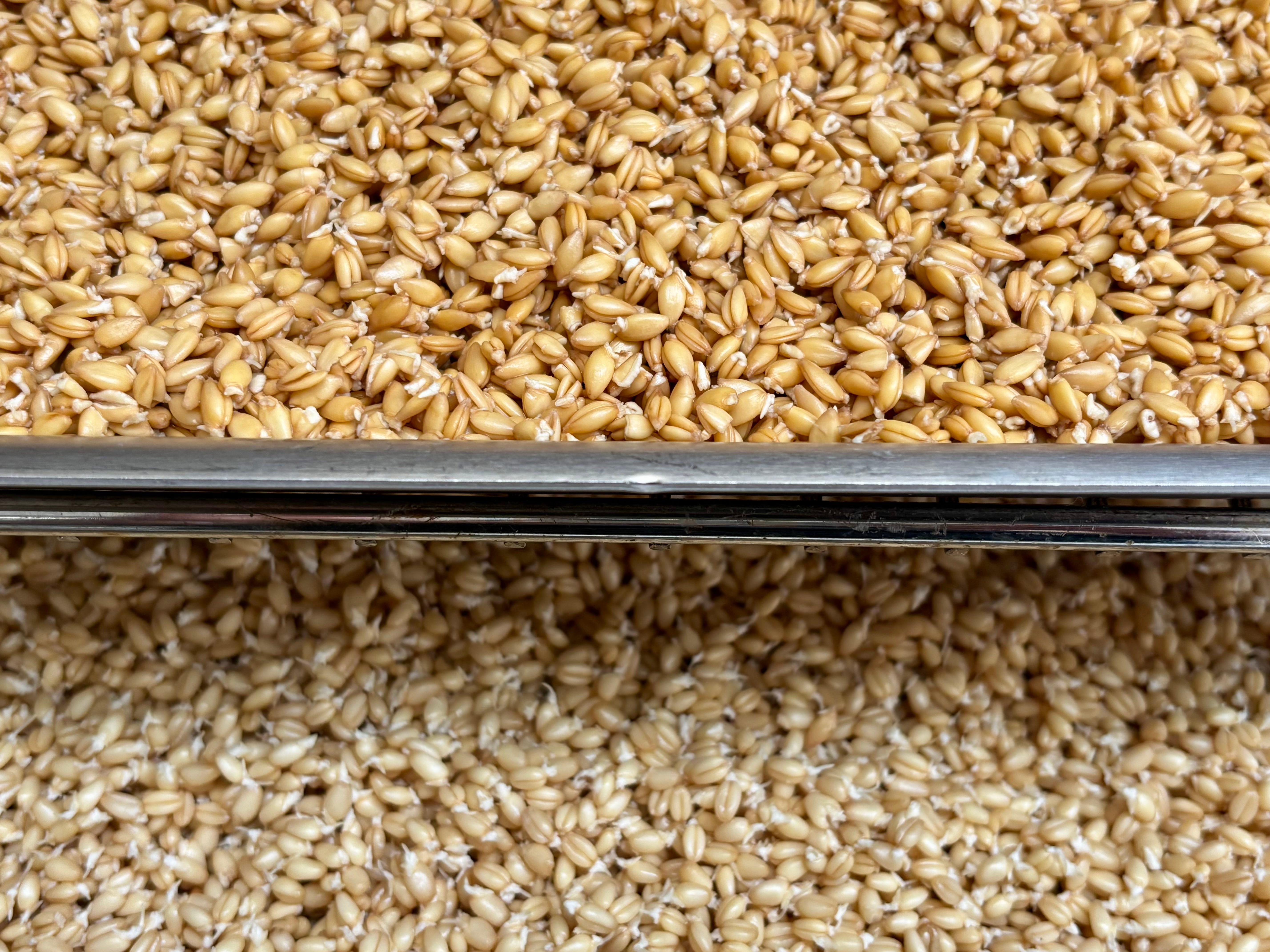 How to Sprout Wheat Grains at Home