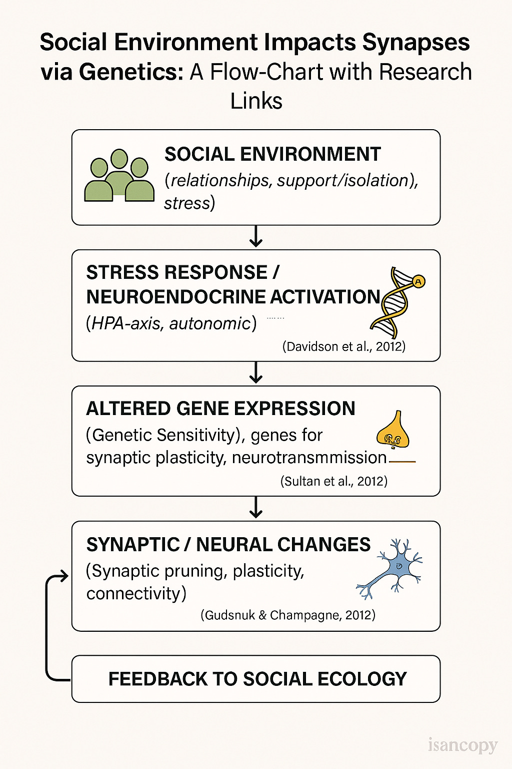 Synaptic Pruning and the Dual-Pathway Model of Autism