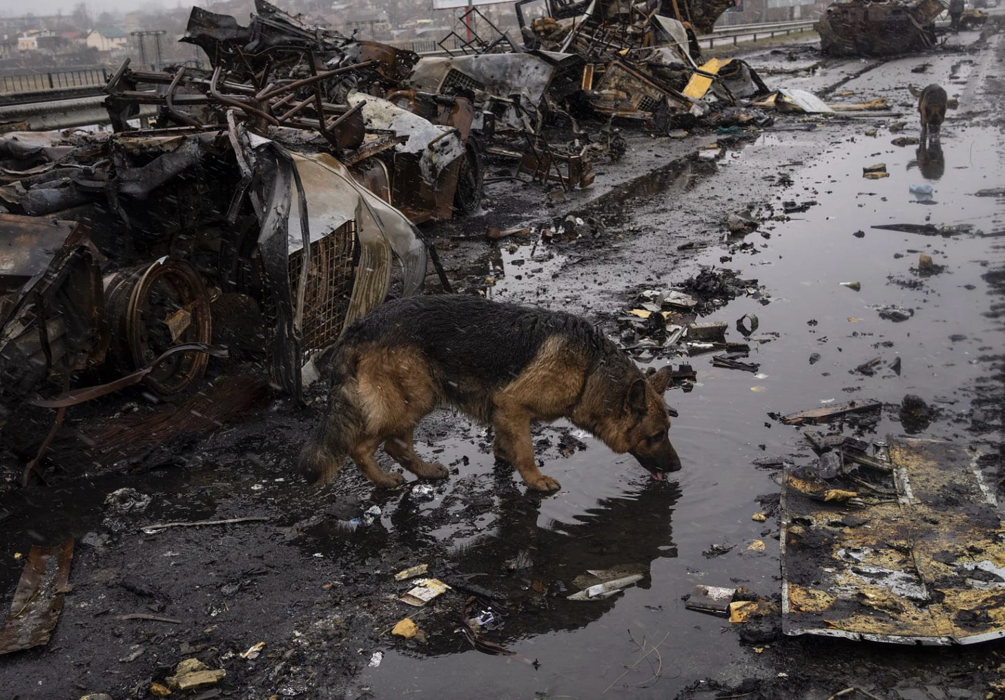 Animals Are The Primary Victims of War - by Wayne Hsiung
