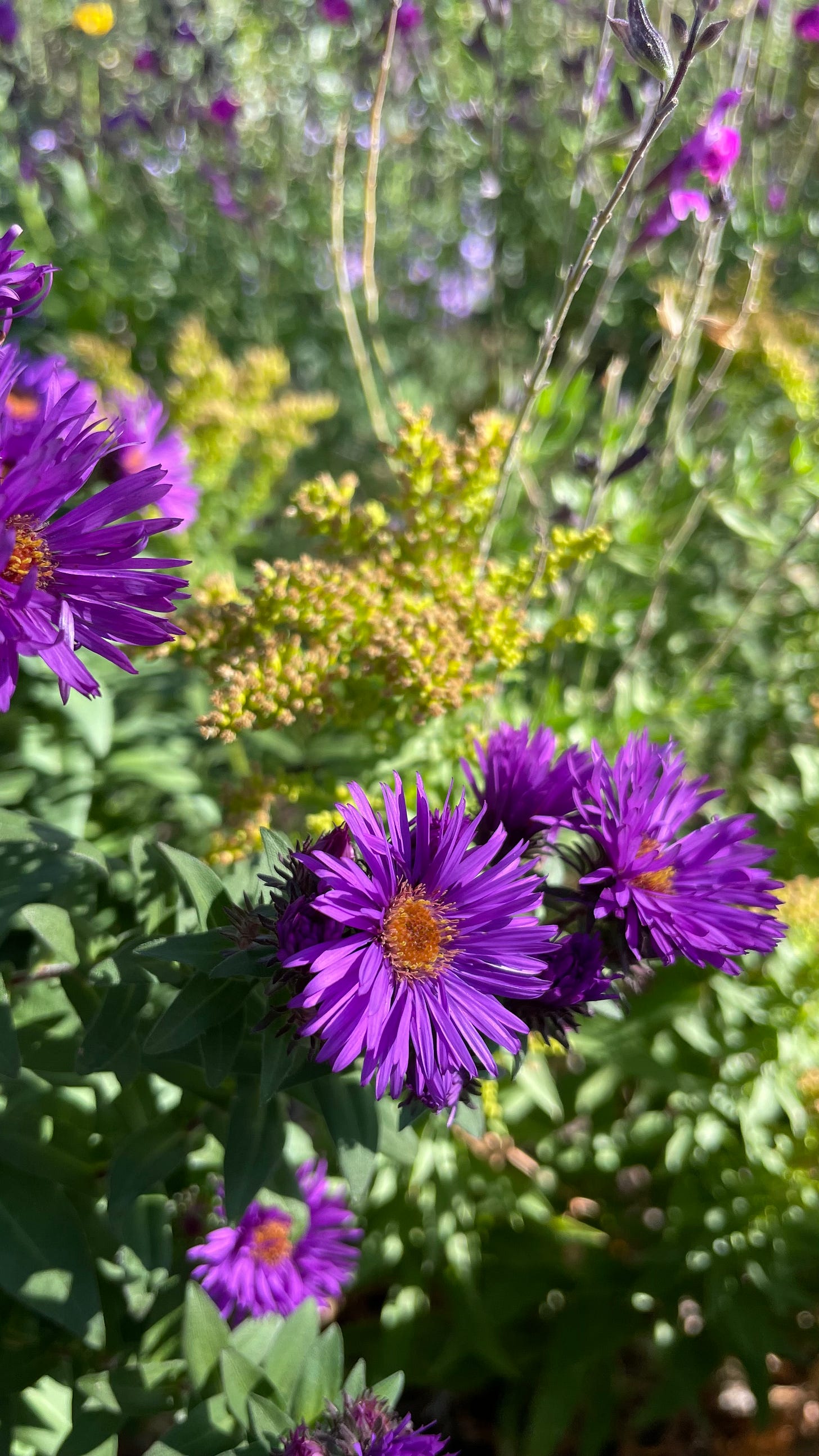 How to Grow Native North American Asters: Expert Tips for Thriving ...