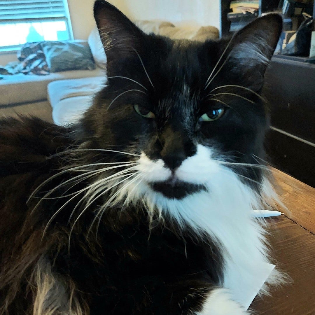 Openly Fae | Substack