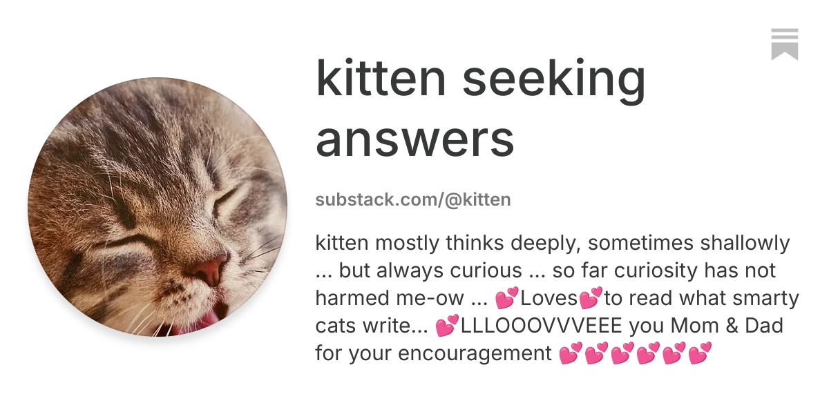 kitten seeking answers | Substack