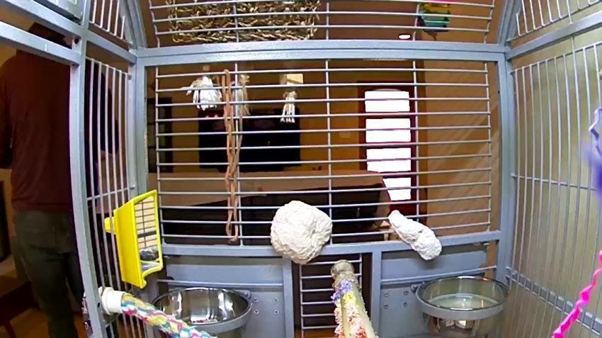 Using cameras inside cages - by Chris Hynes - cricket