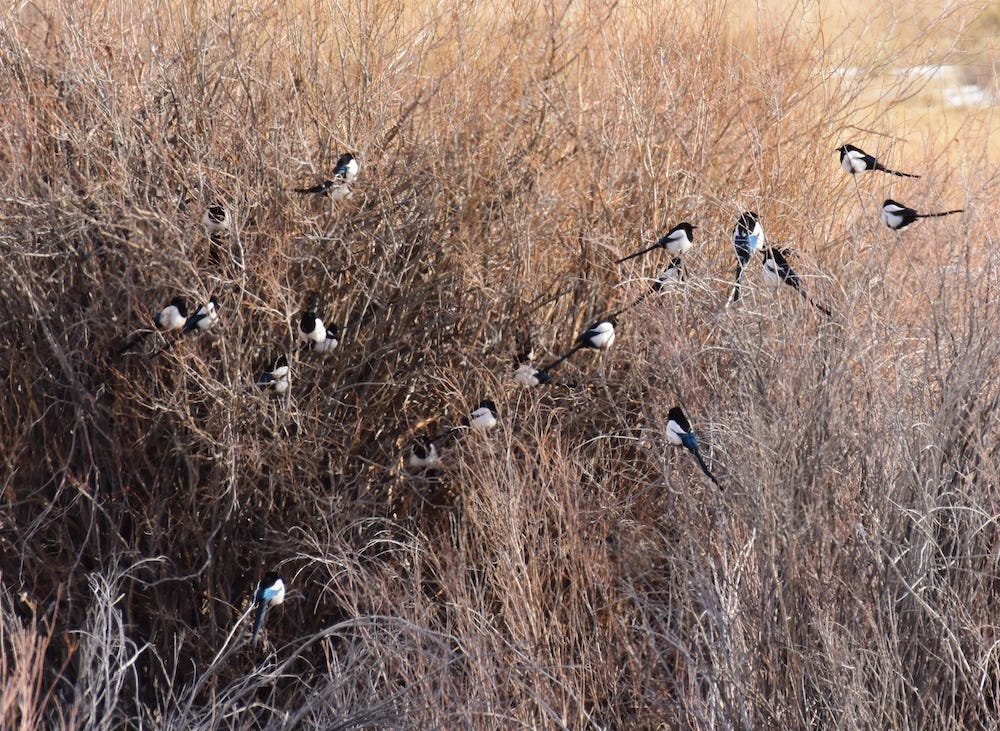 Bird of the Week: Black-Billed Magpie - by Jack Mirkinson