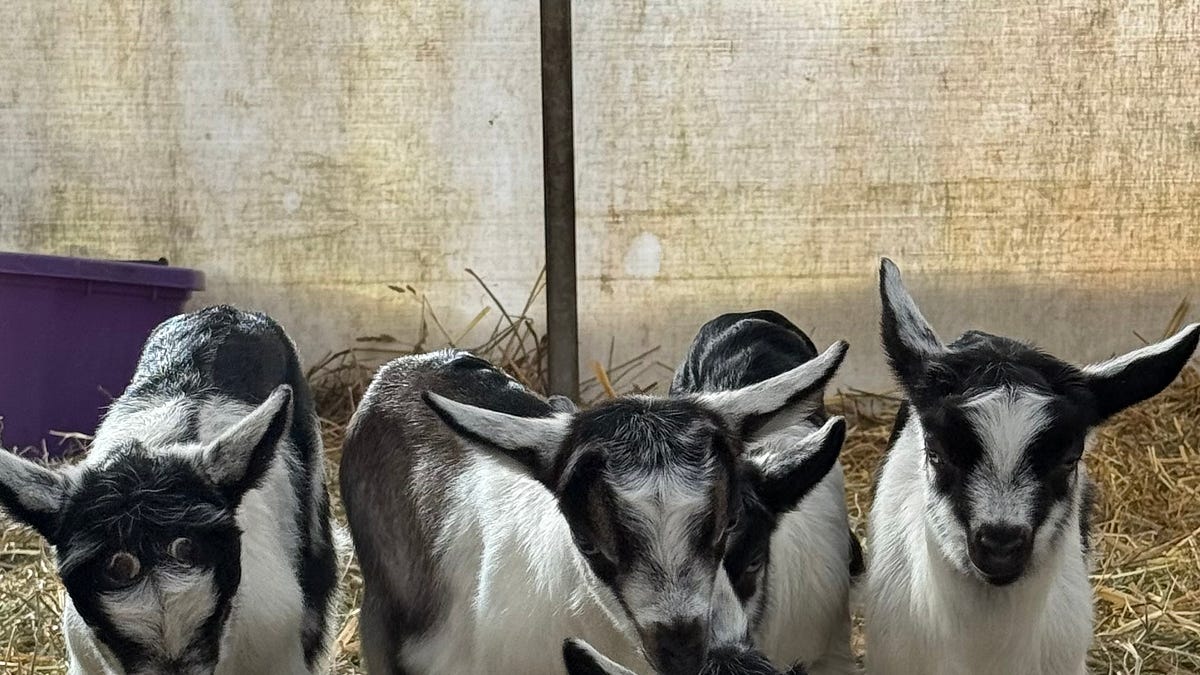 J2 Farms and Cedar North Newsletter - by Julie Botsford