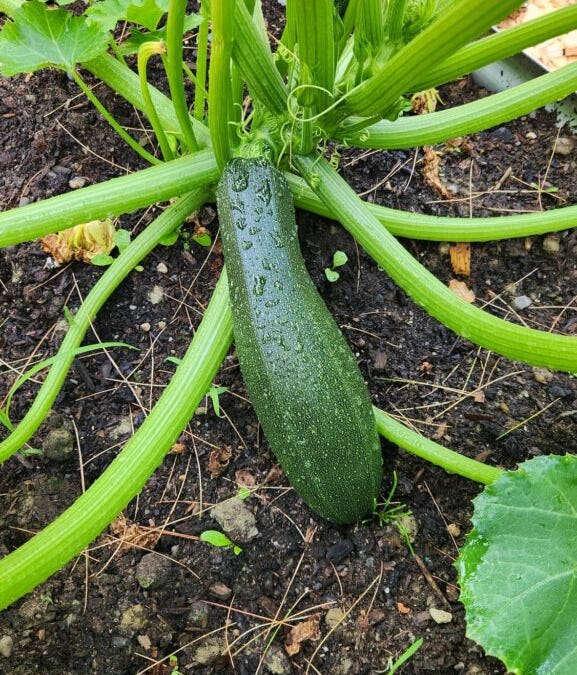 Simple Guide to Growing Zucchinis