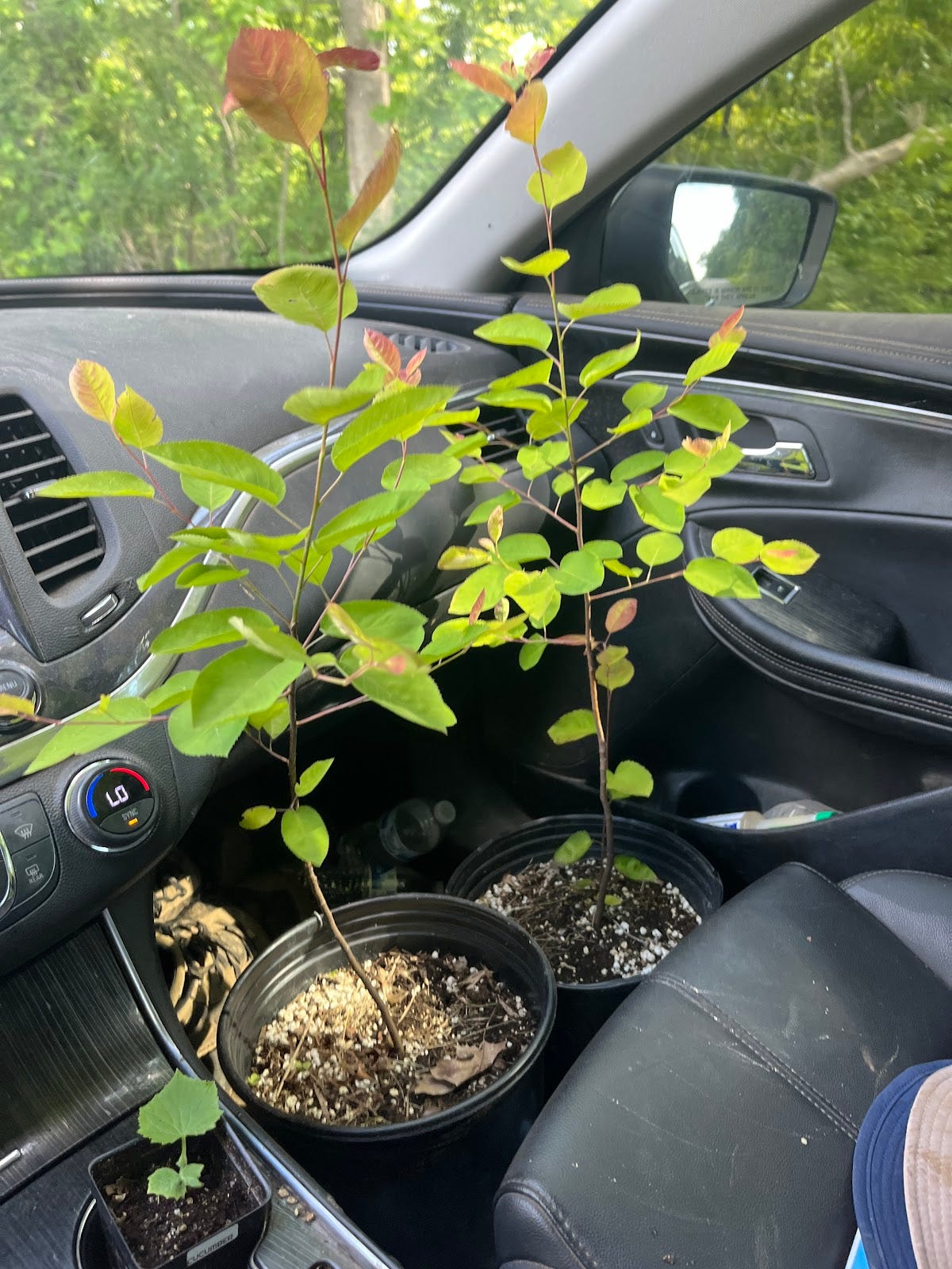 What Is Homegrown National Park? - Backyard Berry Substack