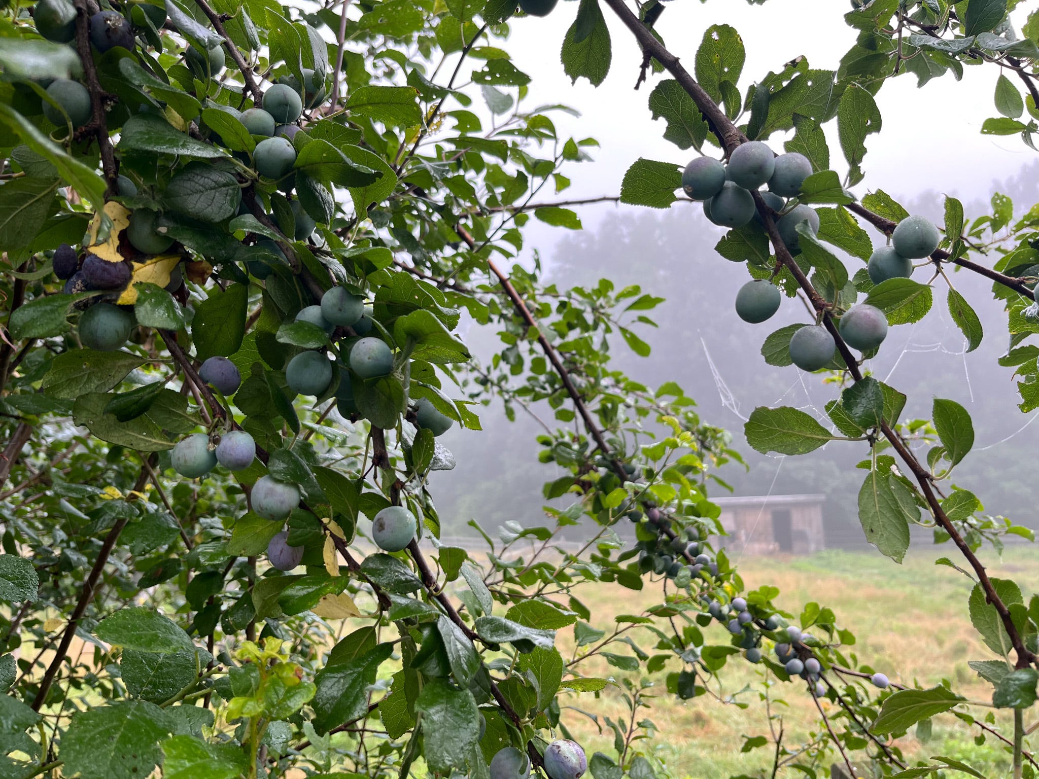 How to Grow Damson Plums (and what to do with them)