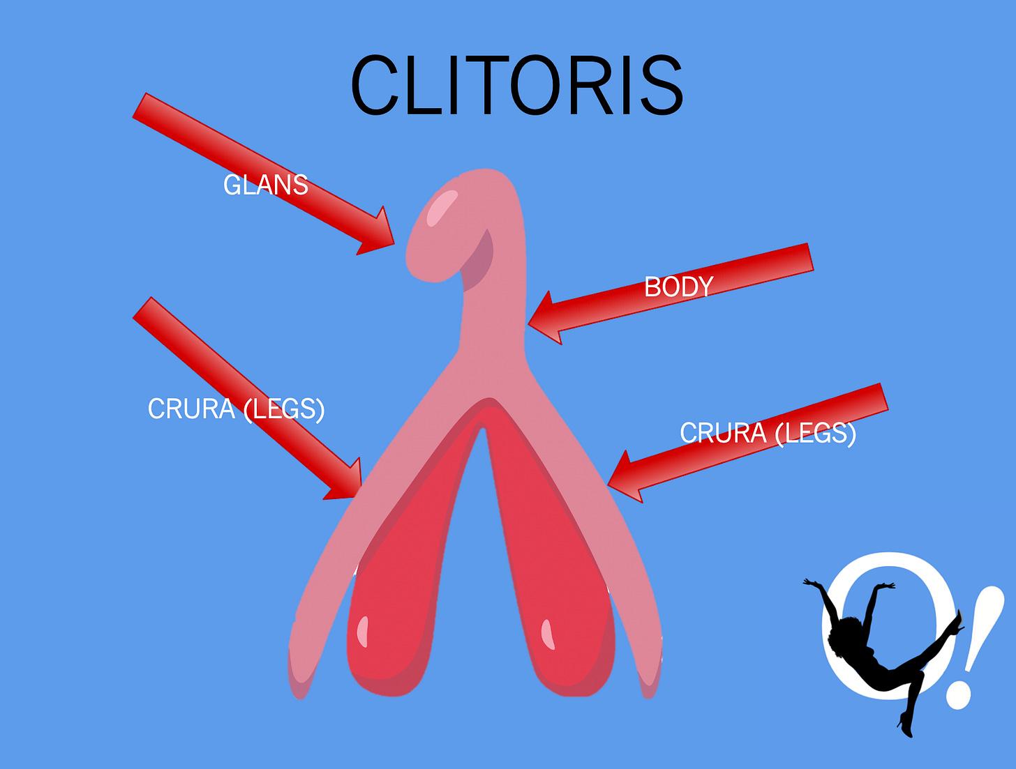 Female PELVIC and VULVAR ANATOMY - by Lauren Streicher MD