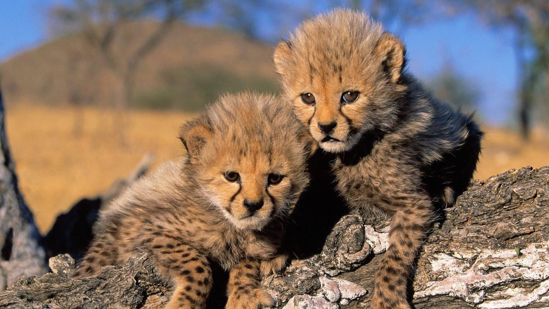 Daniel Larison | Substack