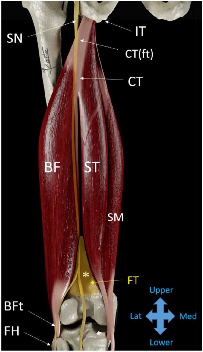 High Hamstring Tendinopathy In Powerlifting - by Rob Palmer