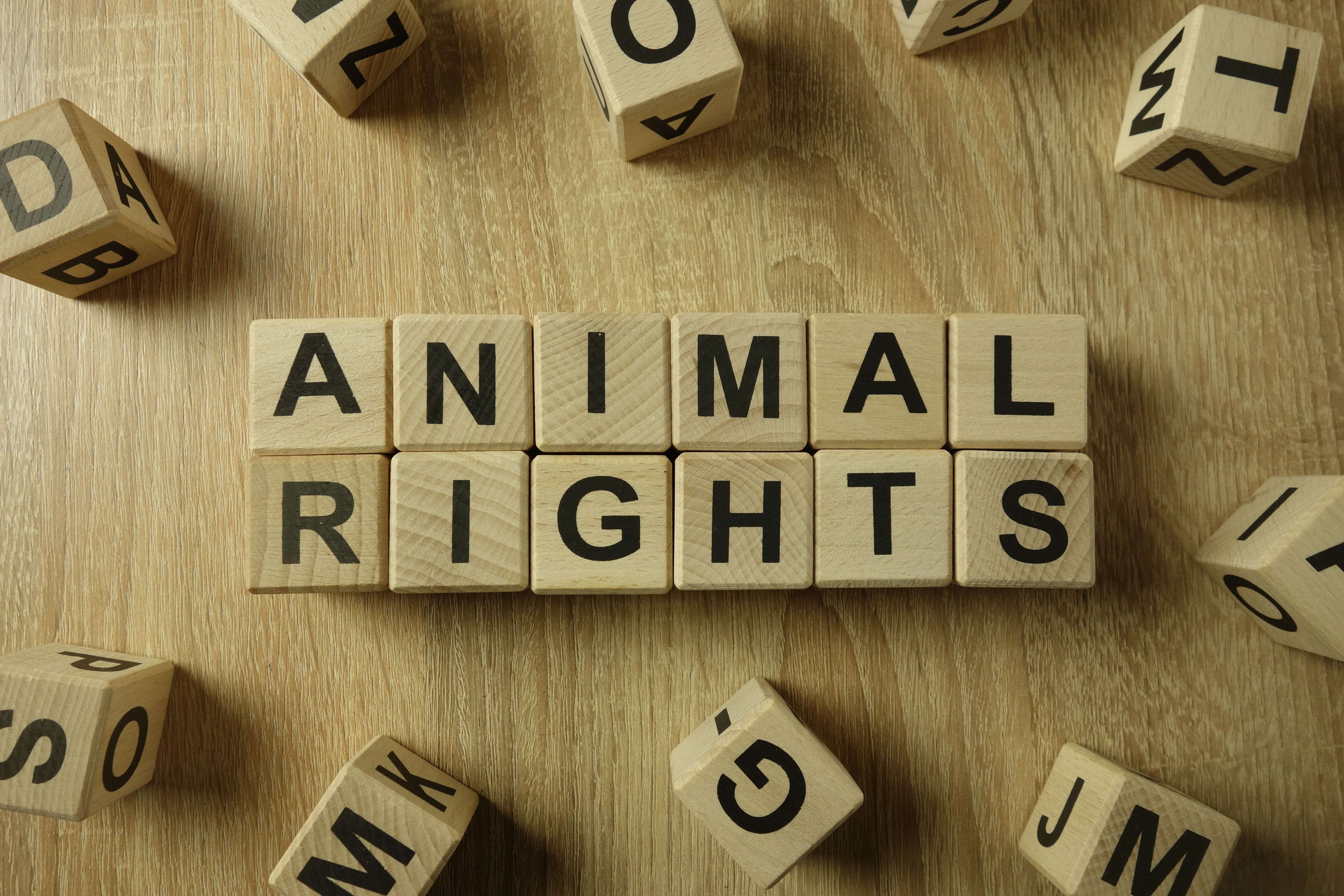Be the Change: Your 7-Step Guide to Effective Animal Rights Activism