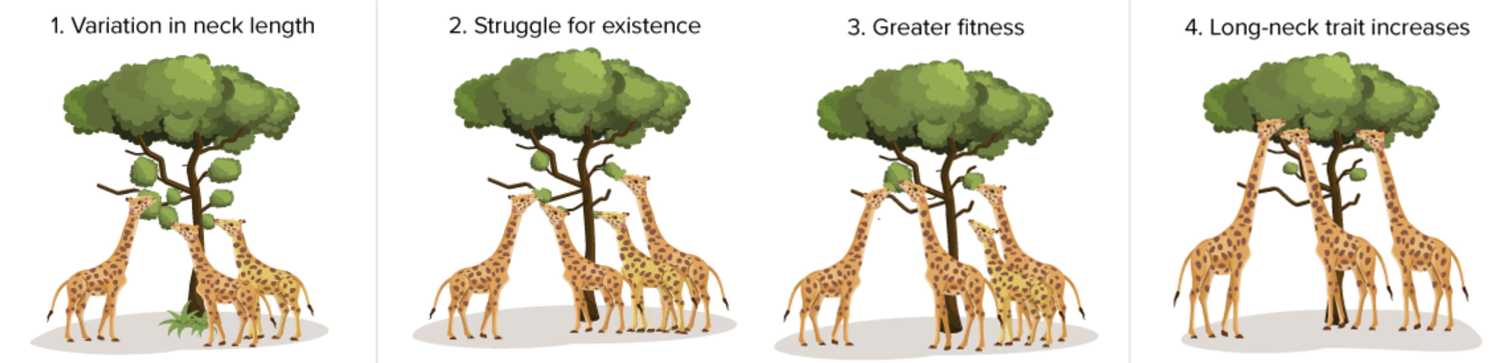 What Is Evolution? The Definitions and Mechanisms