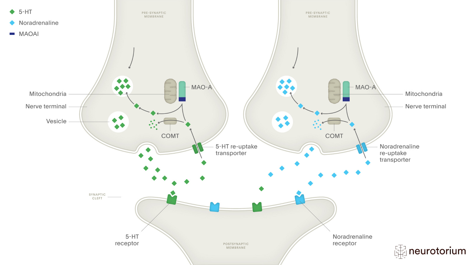 The Calming Power of Passionflower: A Natural Anxiety Remedy