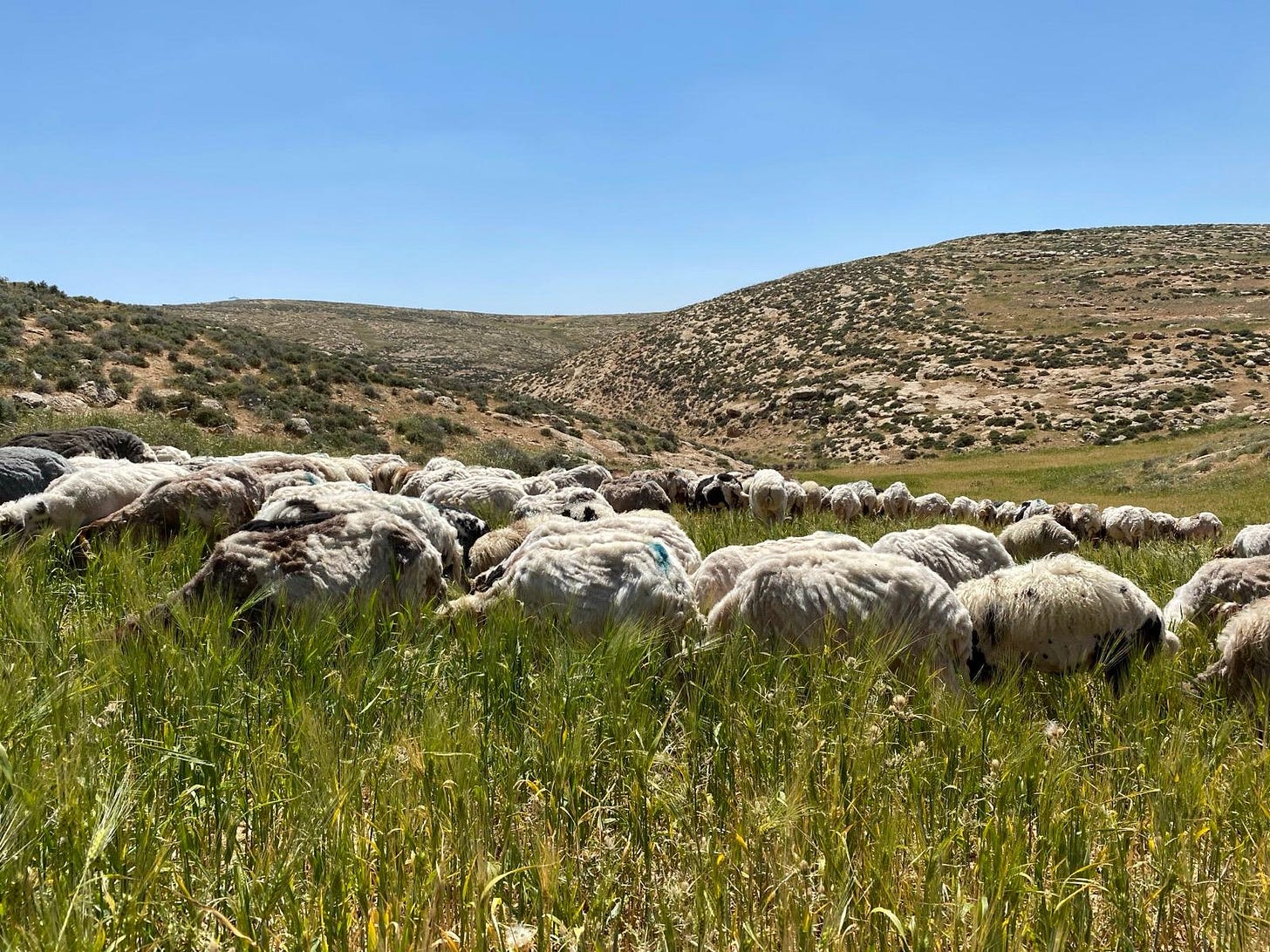 Starving Palestine - Vittles