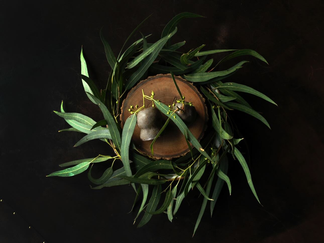 Eucalyptus Gumnuts | Taste & Aroma | Ómós Digest #151