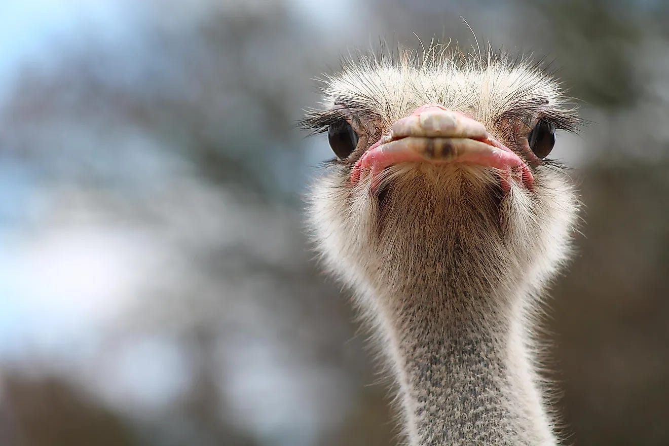 The Ostrich Approach to Porn, The Departure of Priests, the Shroud of ...