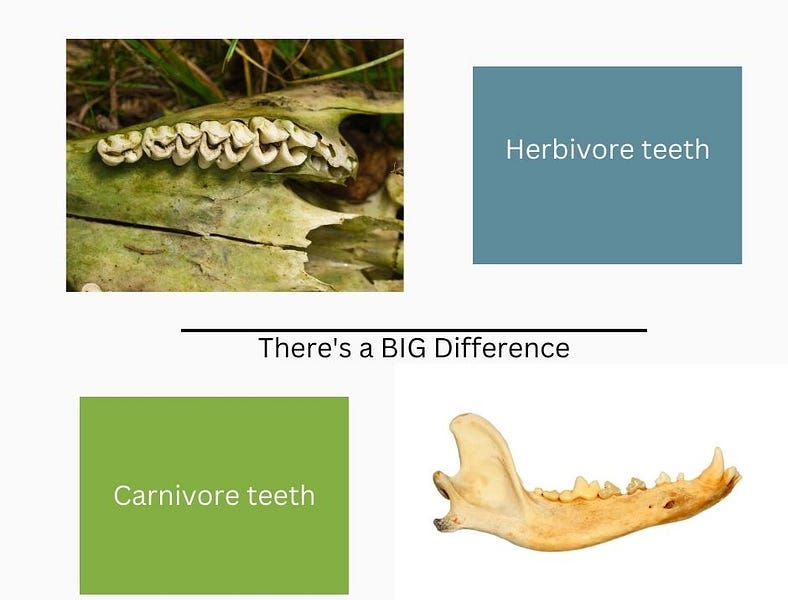 carnivore teeth types