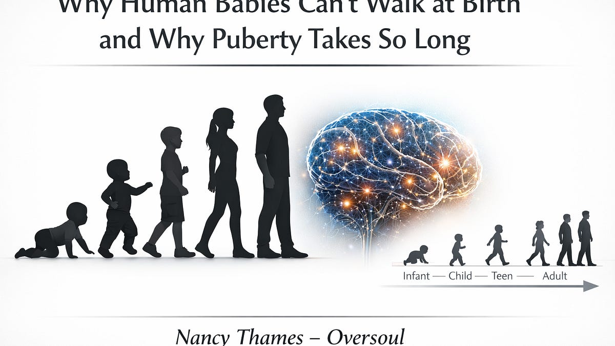 Why Human Babies Cannot Walk at Birth and Why Puberty Takes So Long
