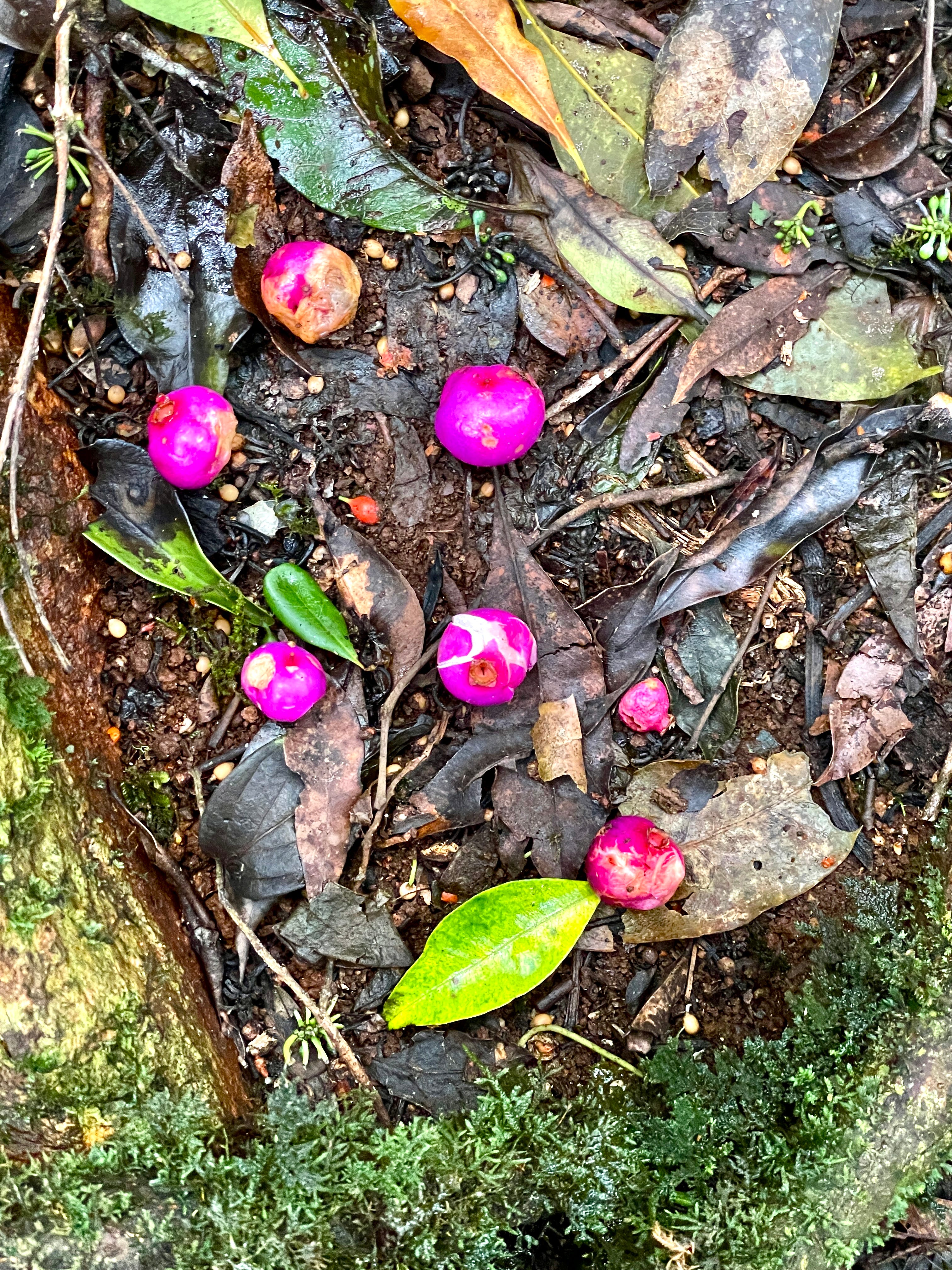 Part I. More Flora, Fauna and Fungi - Tooloom Nat. Park