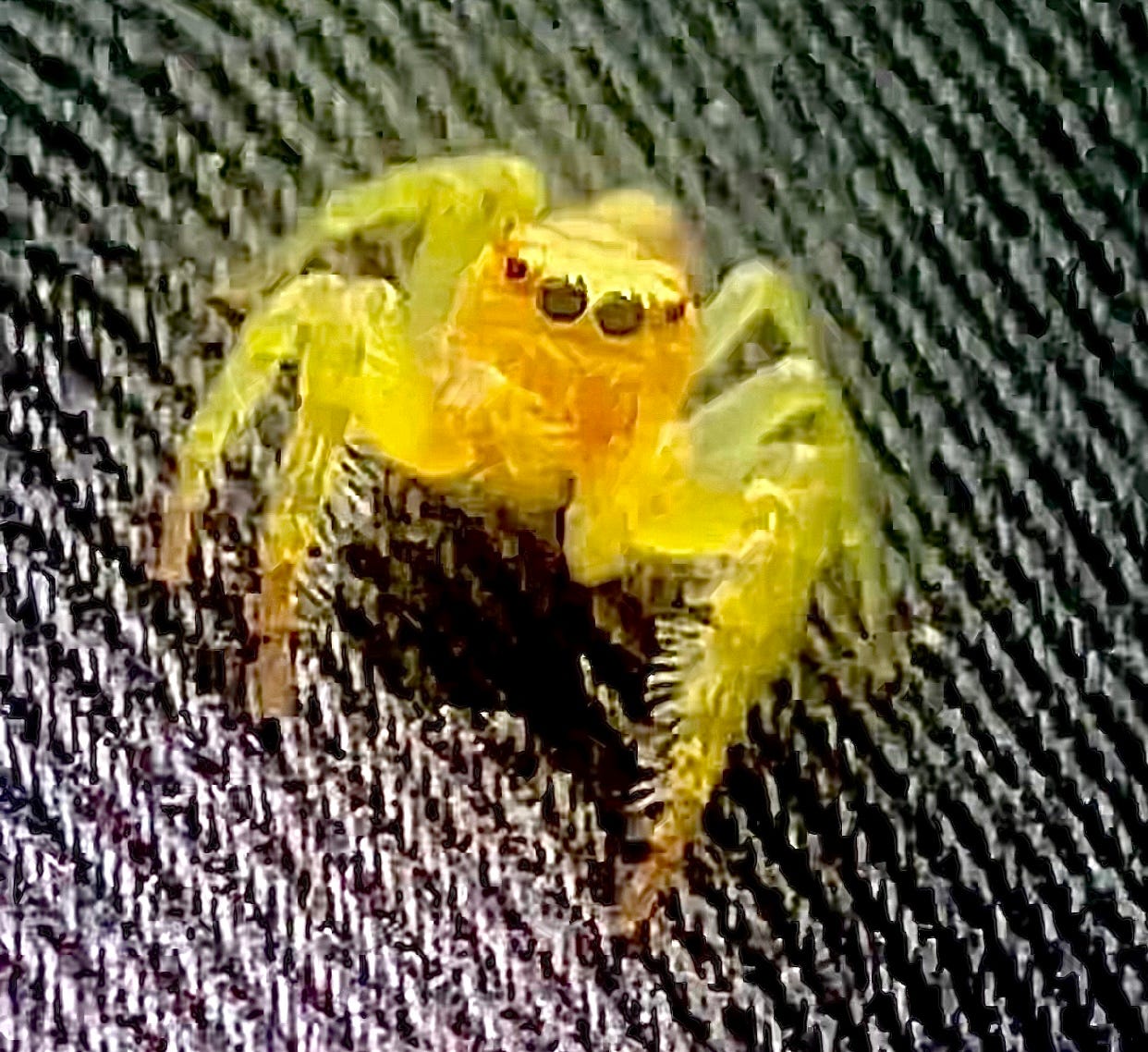 AUSTRALIA'S SPIDERS - and GRASSHOPPERS are "Bigger than "Texas"