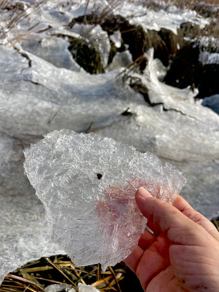 Where water pools & what doesn't move - by Alissa Fleet