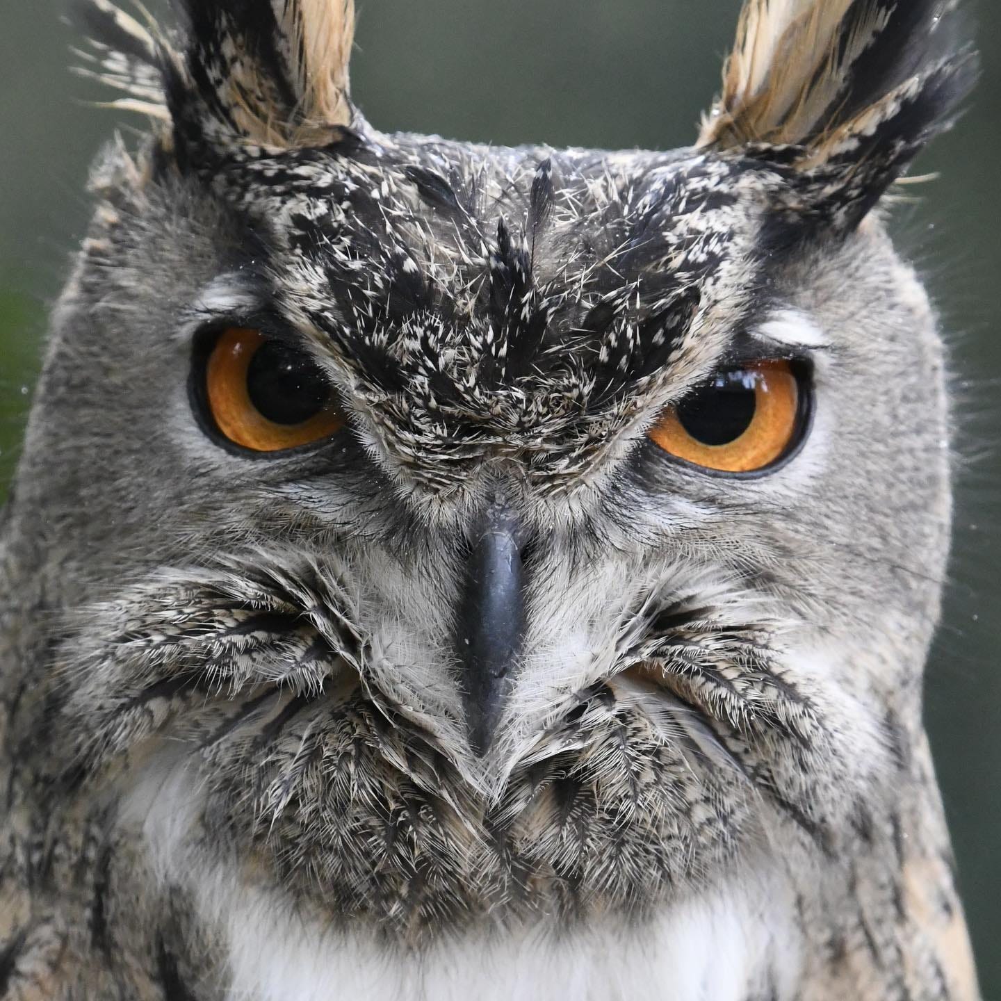 I WONDER…Why does everyone think owls are so smart?