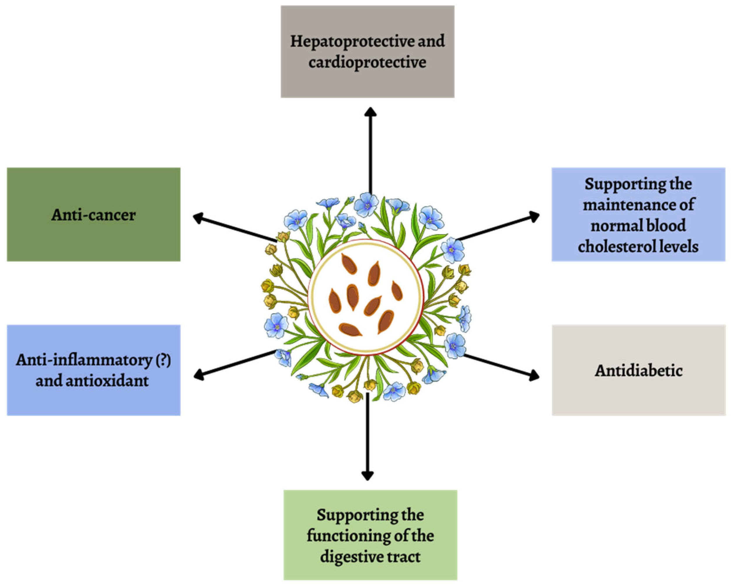 Flax Seed Lignans, Health Benefits and Cancer Fighting