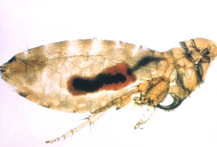 New Mexico reports 1st human plague case of 2026
